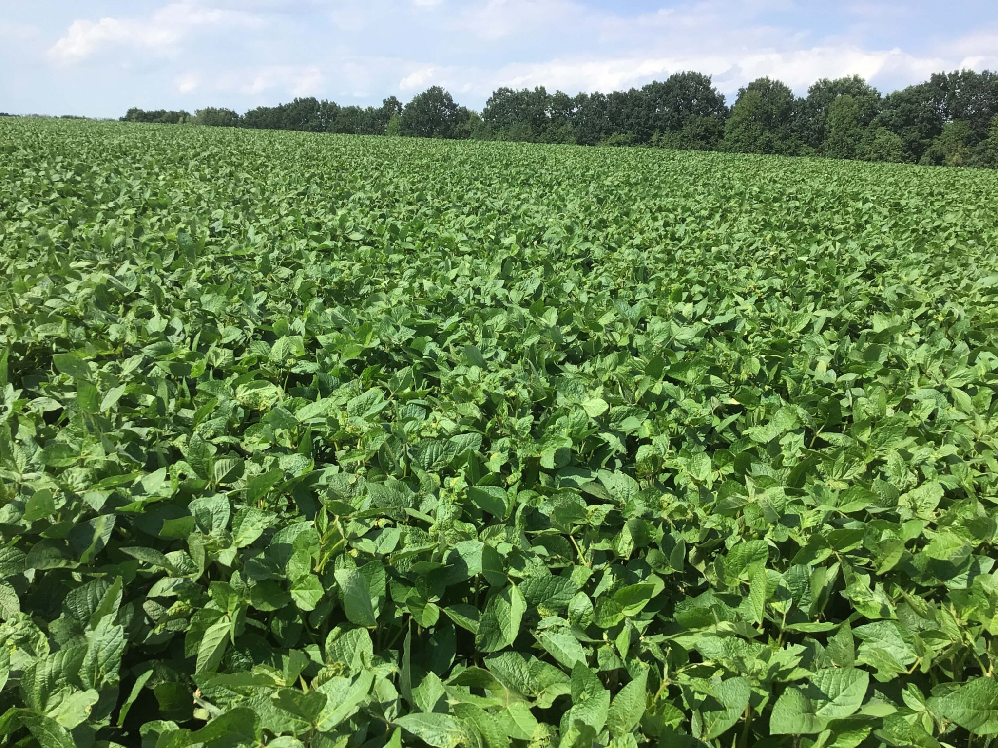 Головна - Agro Forte